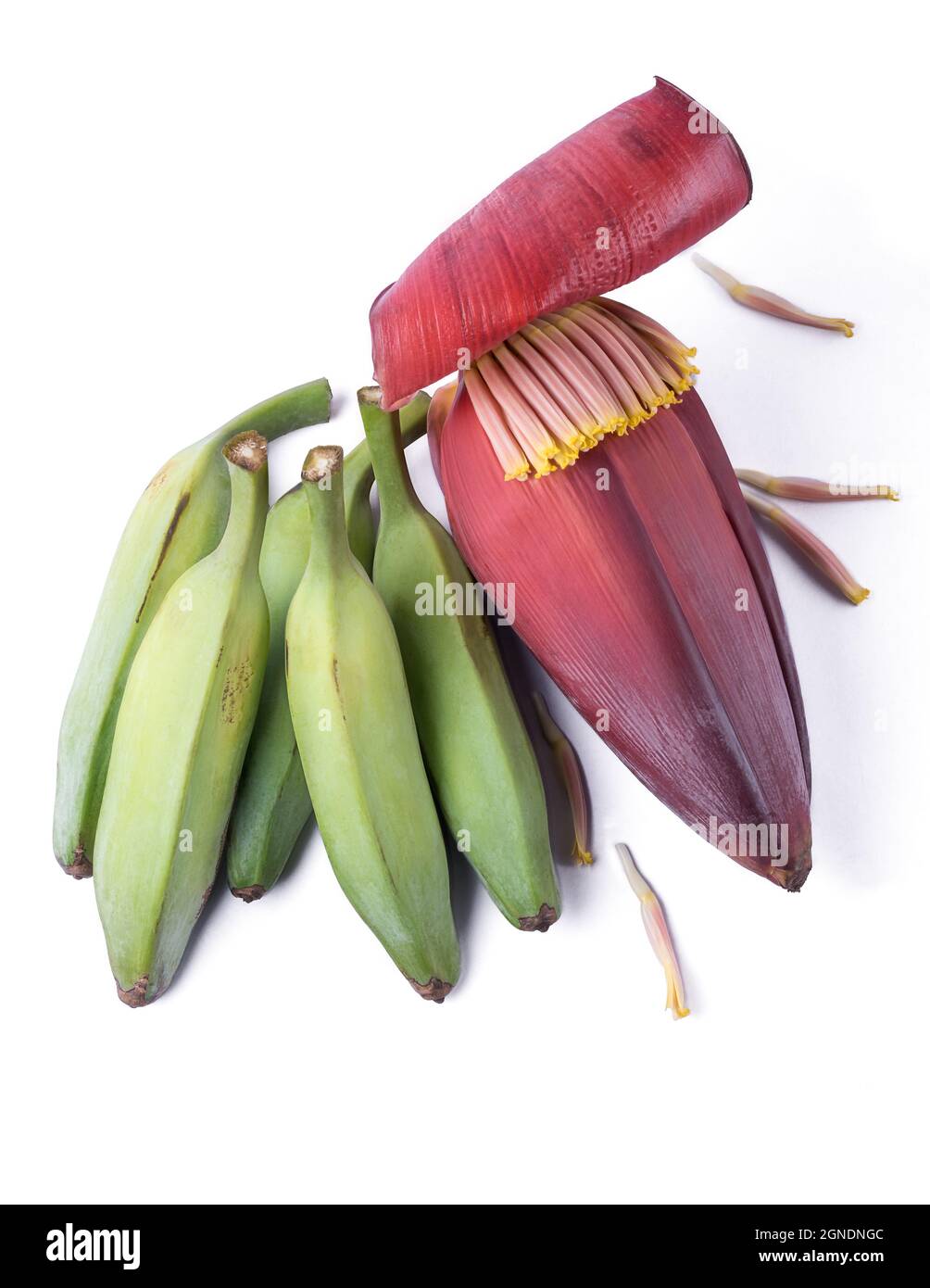 Growing ash plantain hi-res stock photography and images - Alamy