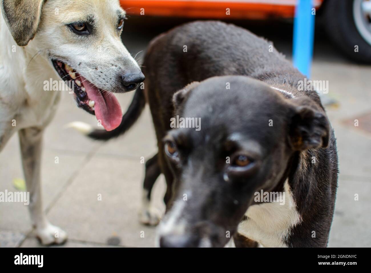 Urban animals hi-res stock photography and images - Alamy