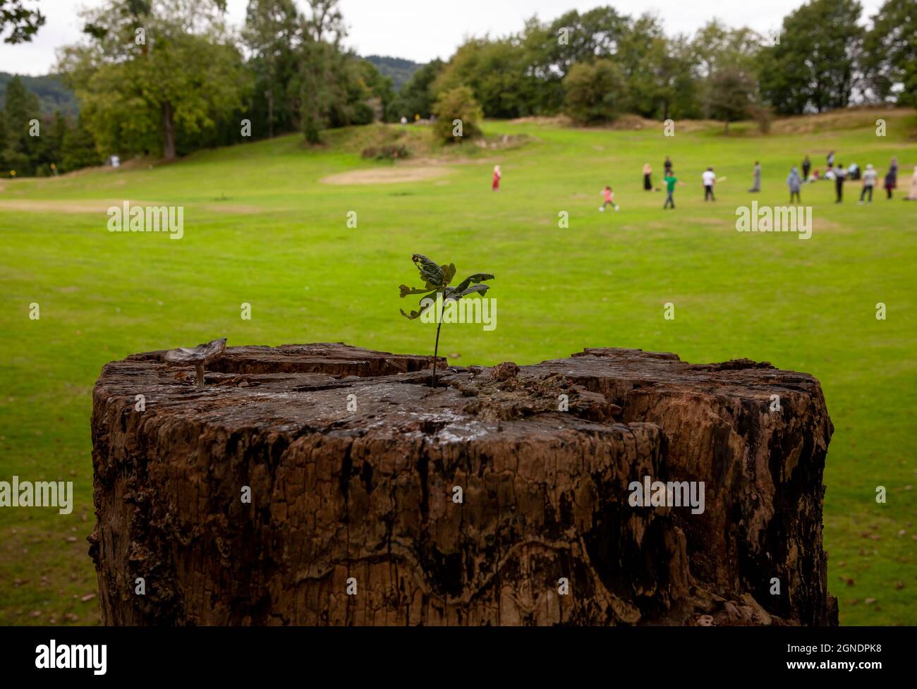 Tree Sapling growing from a large tree stump besides a public park.A ...