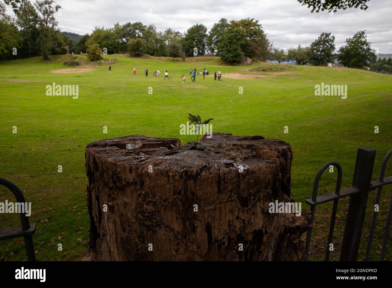 Tree Sapling growing from a large tree stump besides a public park.A ...