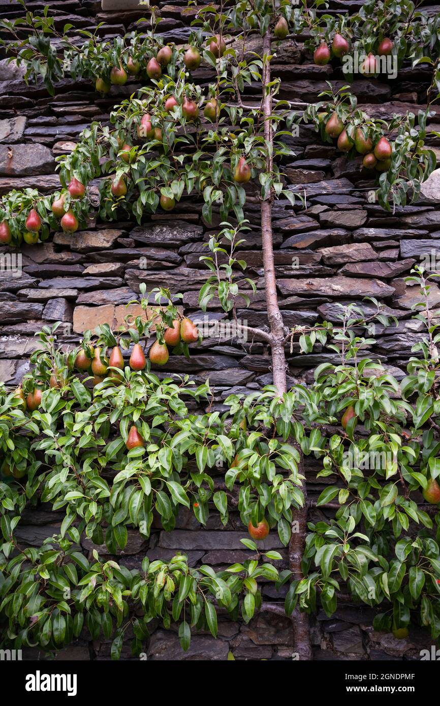 A pear tree espalier growing against a old brick wall Stock Photo - Alamy