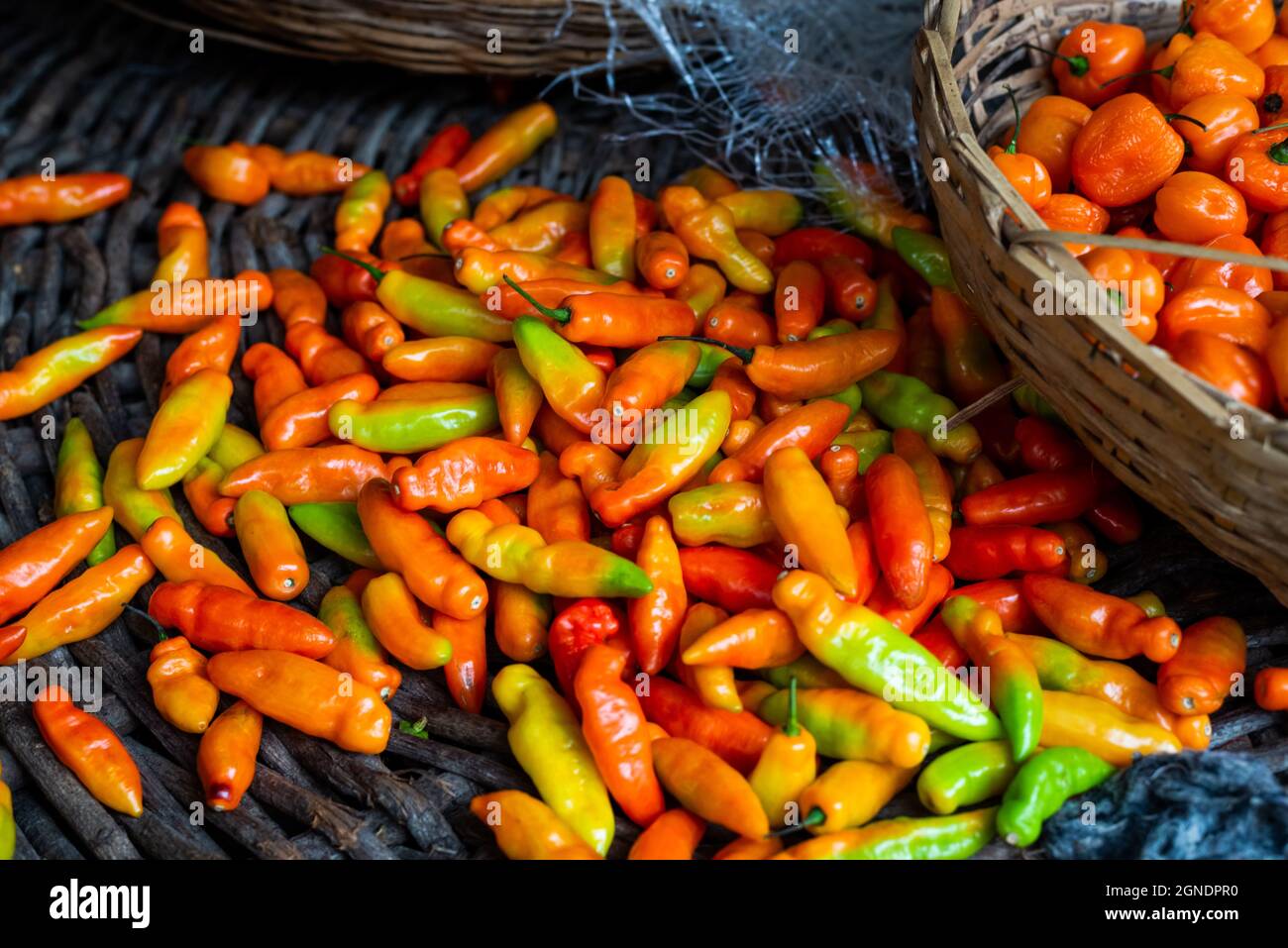 Yellow smelling pepper for sale at the famous and grandiose São Joaquim ...