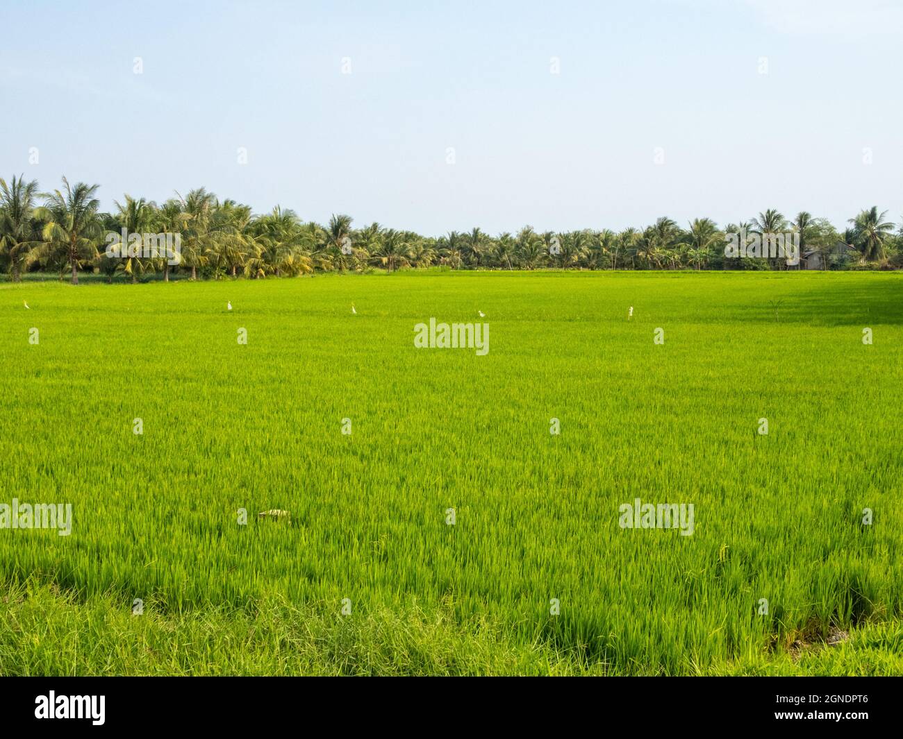 Lush green paddock hi-res stock photography and images - Alamy