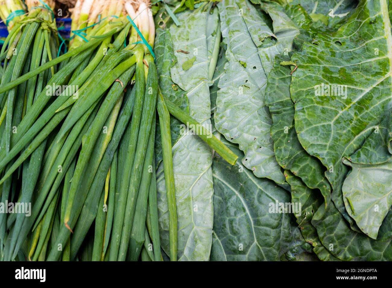 Seasoning plants and leaves for sale at the famous and grandiose São ...