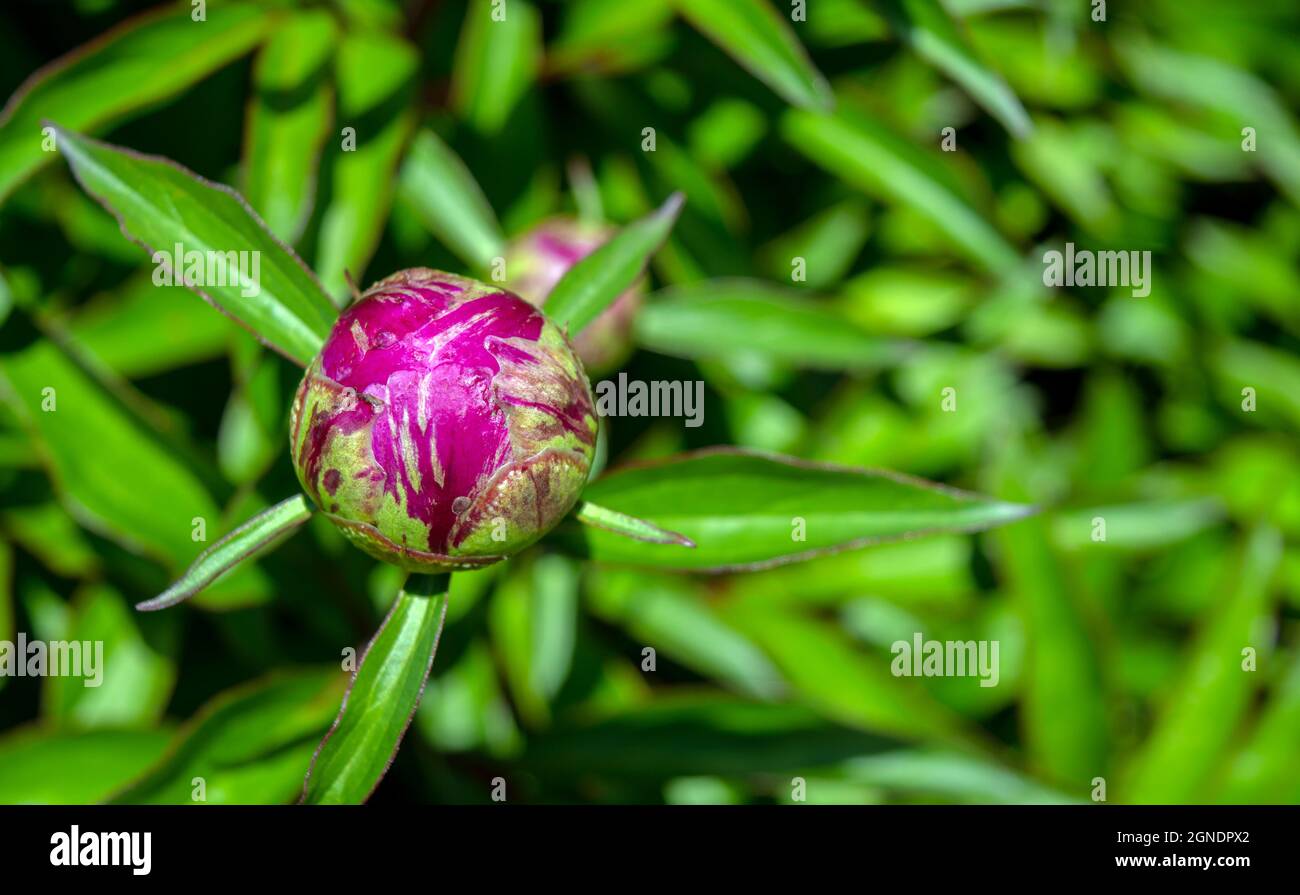 A pink peony bud with defocused green leaves brings a feeling of warmth ...