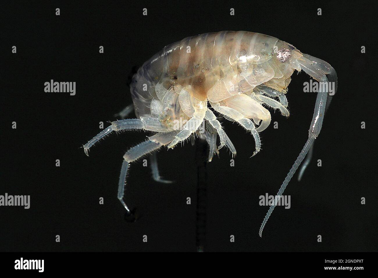 Terrestrial sand amphipod (Talitridae Stock Photo - Alamy