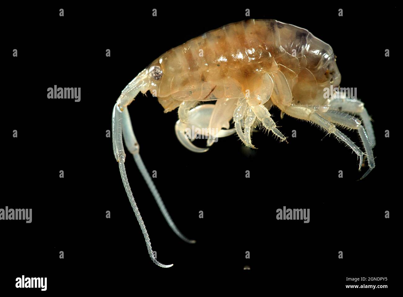 Terrestrial sand amphipod (Talitridae Stock Photo - Alamy
