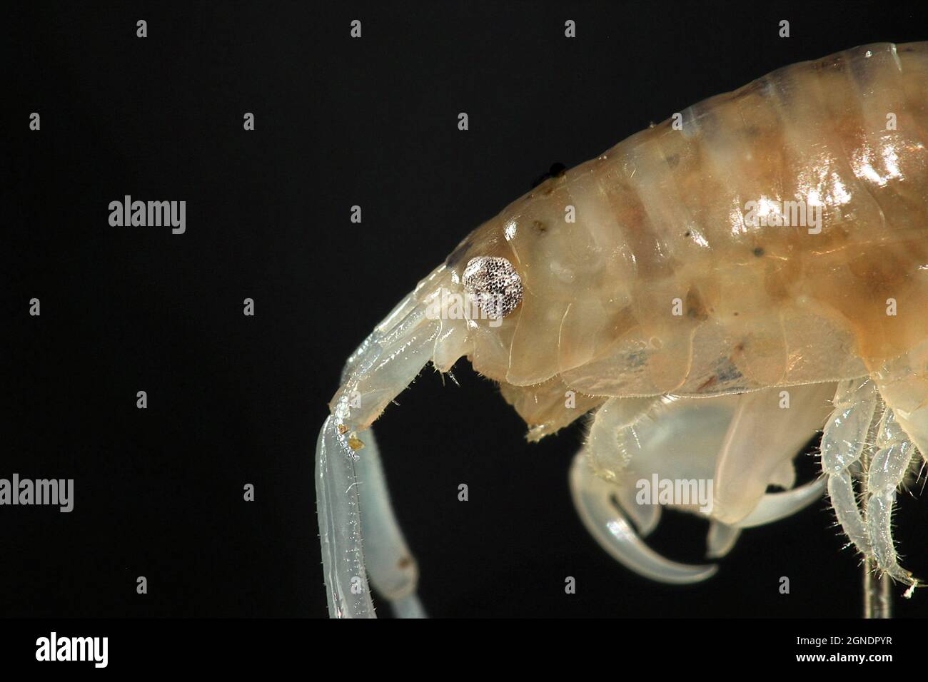 Terrestrial amphipod hi-res stock photography and images - Alamy