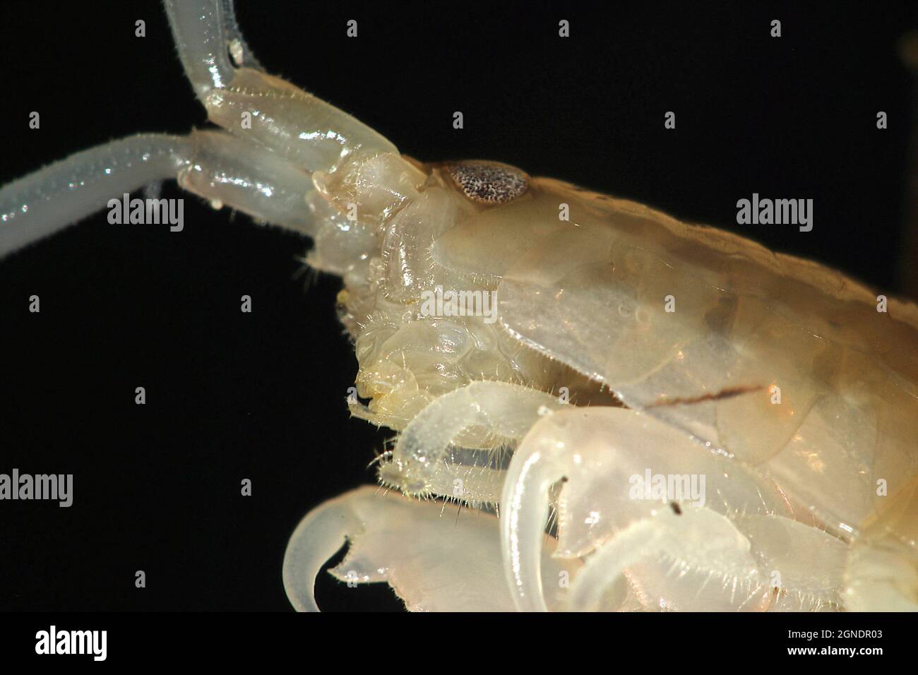 Terrestrial amphipod hi-res stock photography and images - Alamy