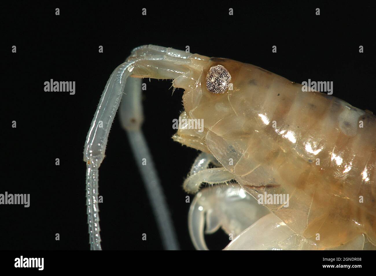 Terrestrial sand amphipod (Talitridae Stock Photo - Alamy