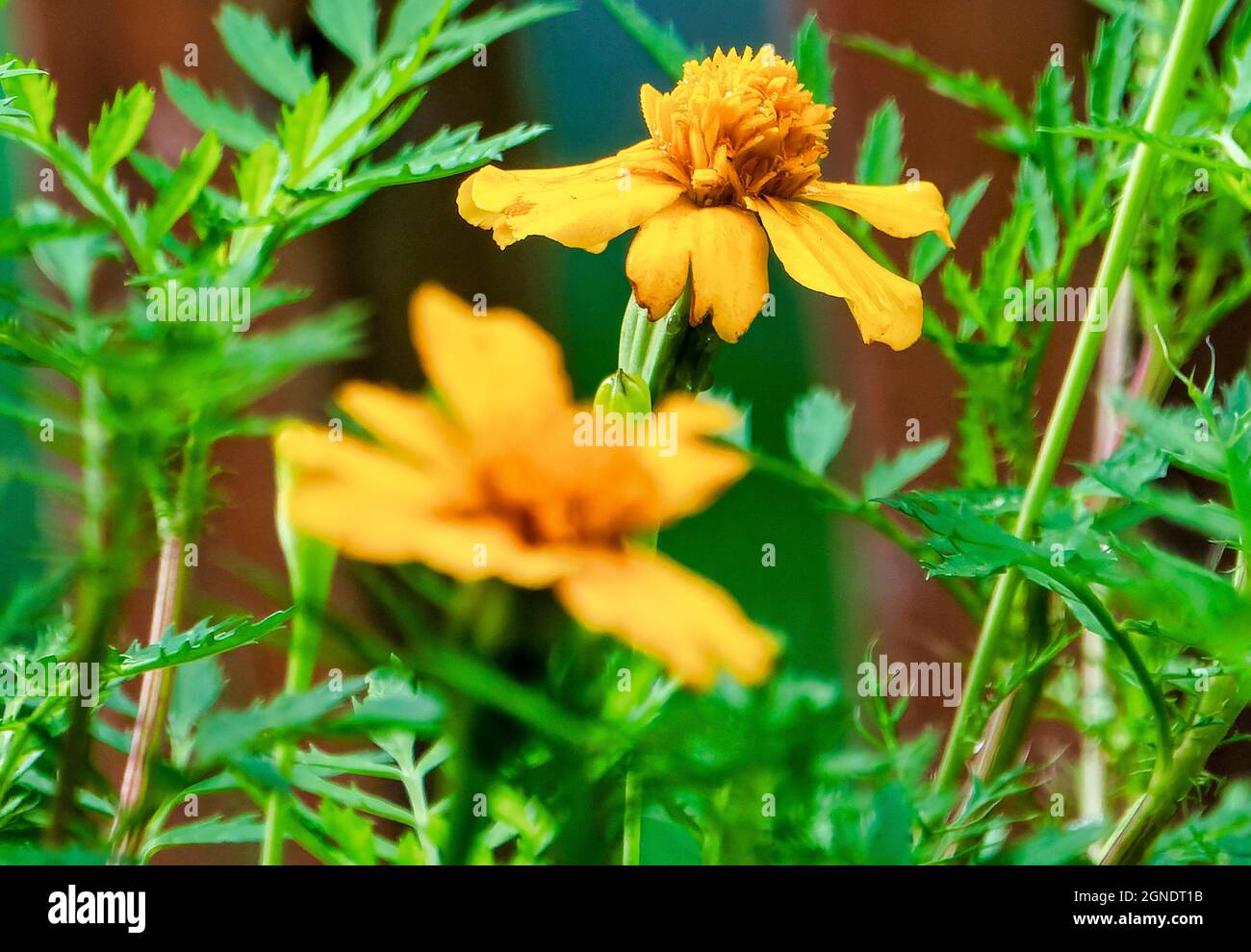 yellow daisies in a garden setting Stock Photo - Alamy