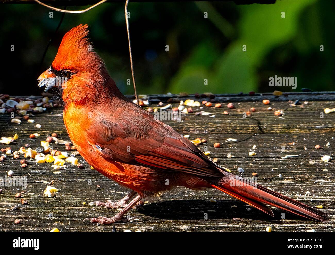 Male Northern Cardinal finds some food on the deck Stock Photo - Alamy