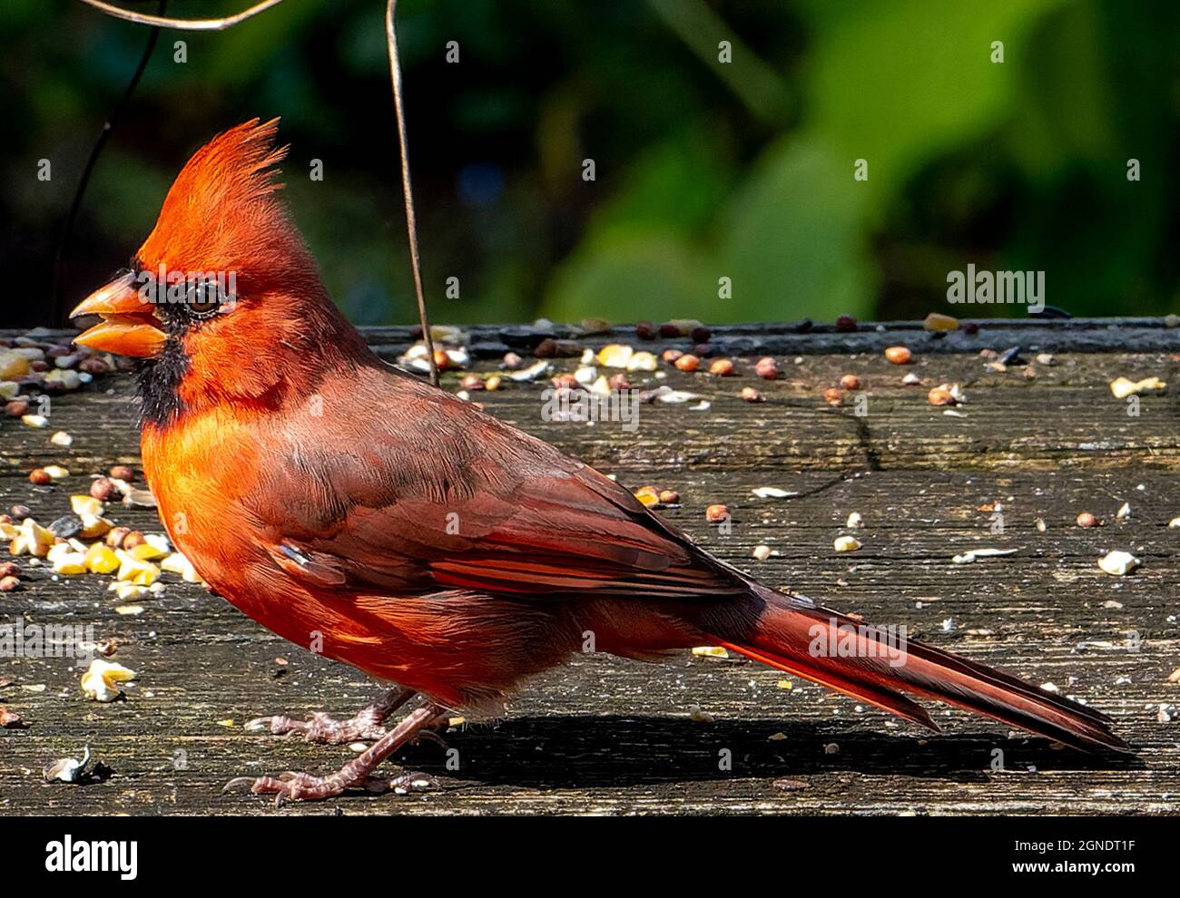 Male Northern Cardinal finds some food on the deck Stock Photo - Alamy