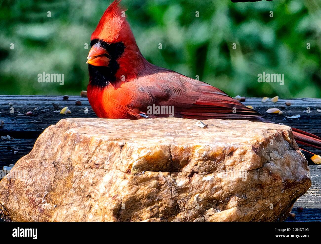 Male Northern Cardinal on the deck behind a rock Stock Photo - Alamy