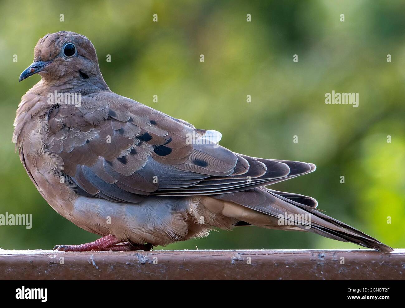 mourning Dove walks along the deck rail Stock Photo - Alamy