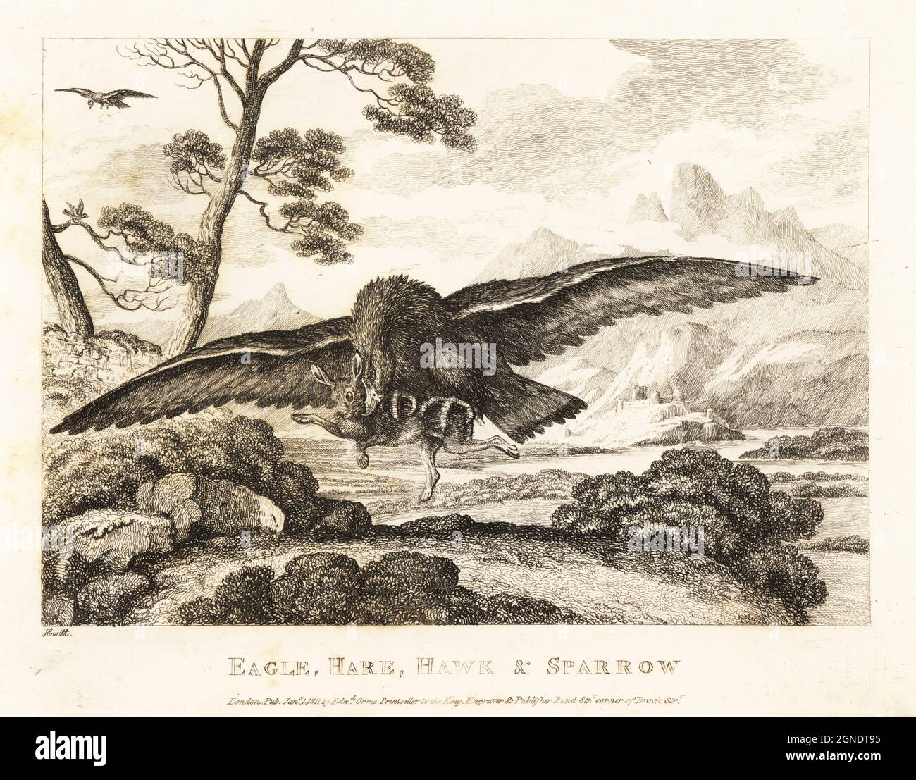 Aesop fables hare hi-res stock photography and images - Alamy