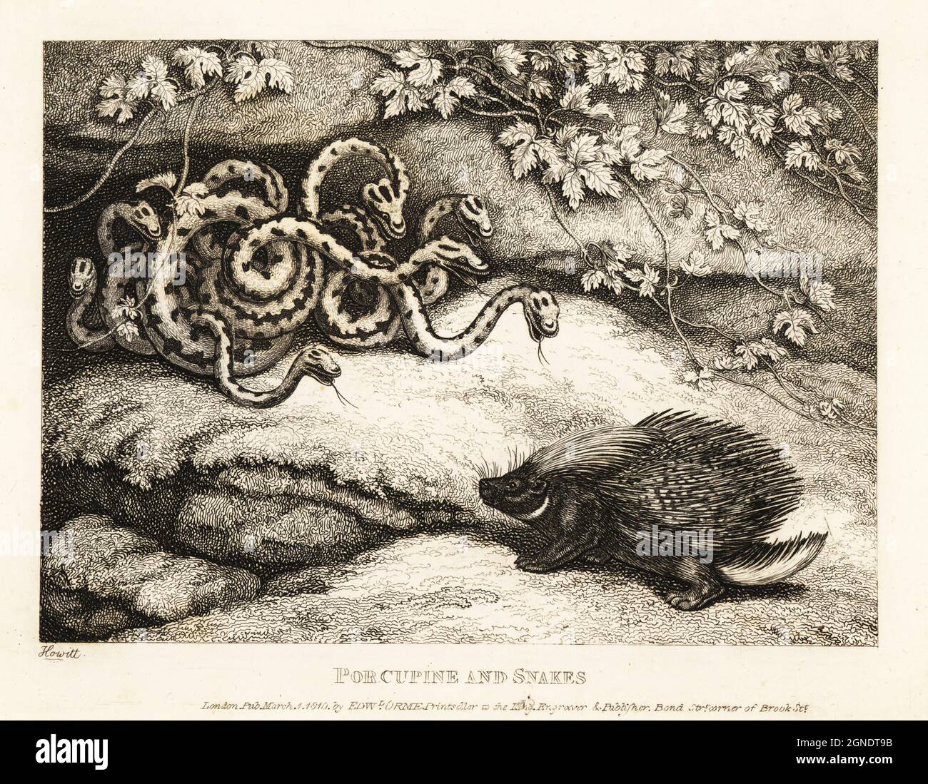 Porcupine Vs Snake