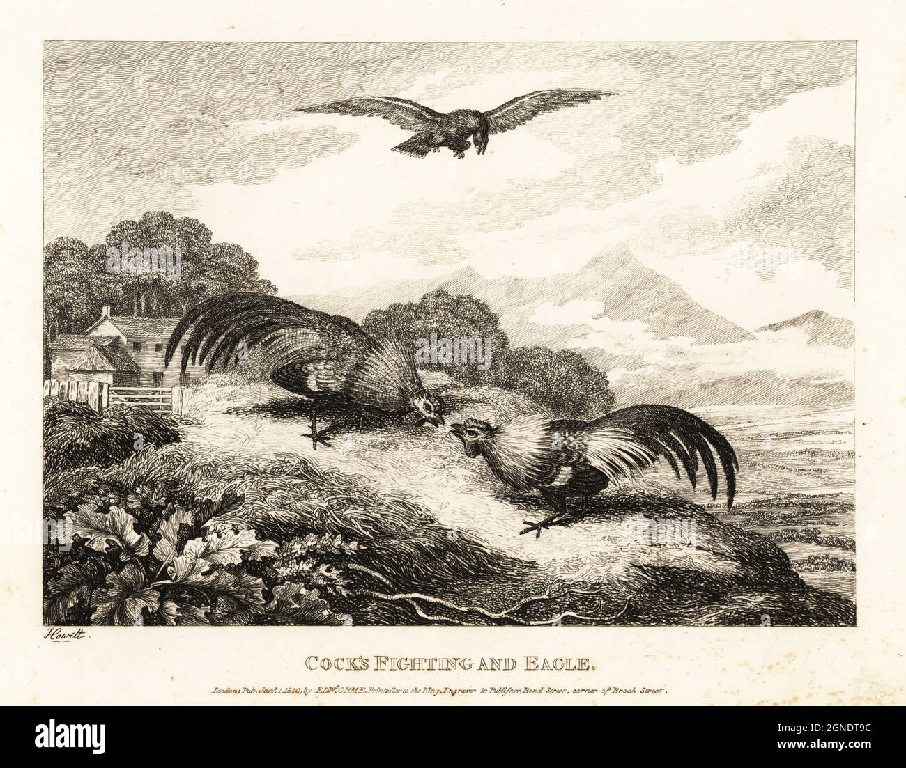 Two roosters fighting in a barn yard while an eagle hovers above. The ...