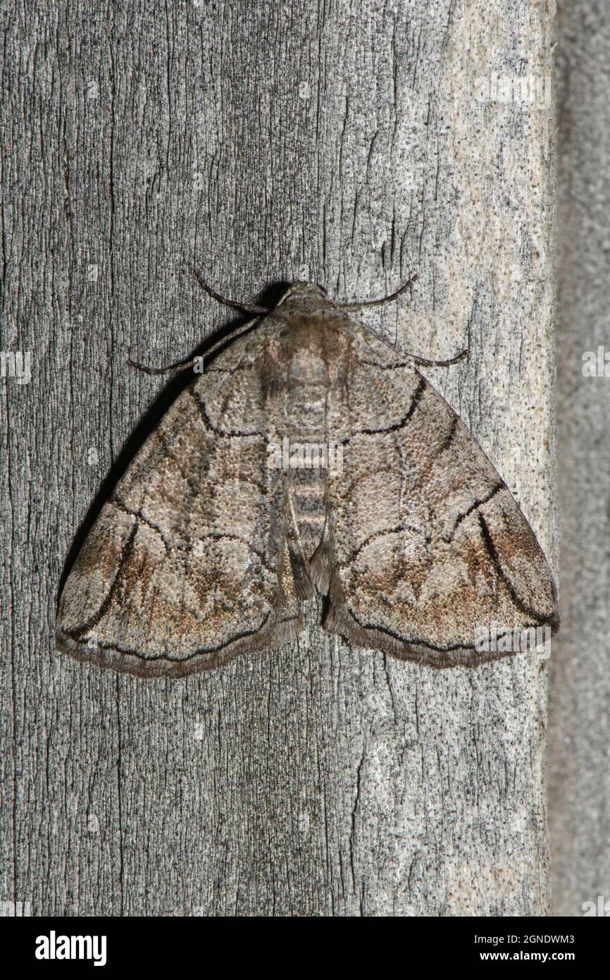 Arc Line-moth resting on wooden fence Stock Photo - Alamy