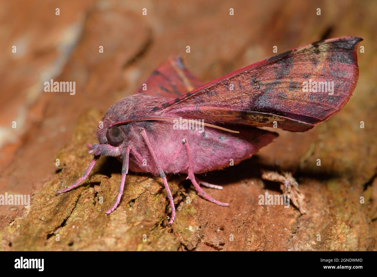Pink bellied Moth recently emerged from pupae case Stock Photo - Alamy