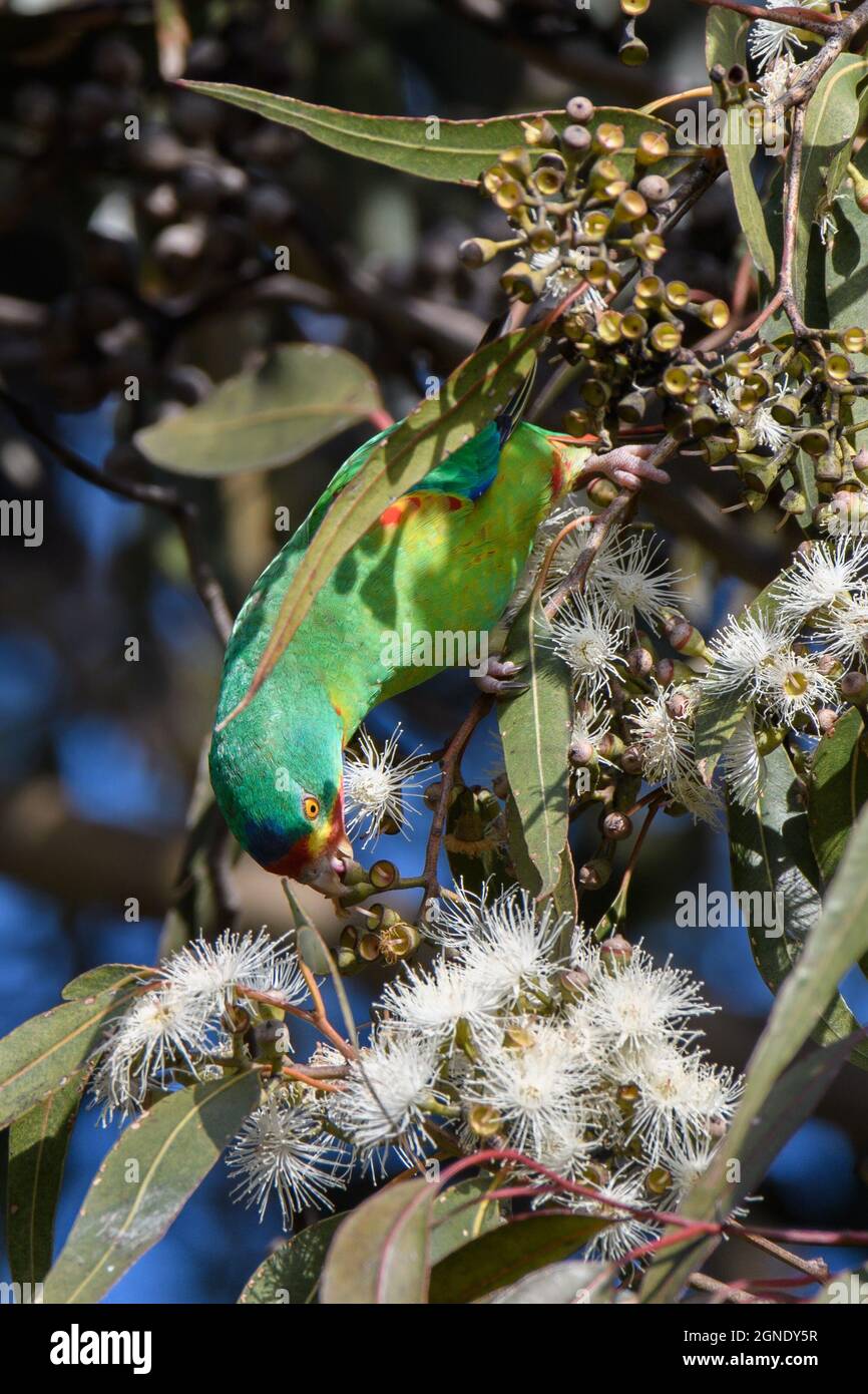 Migrating parrot hi-res stock photography and images - Alamy