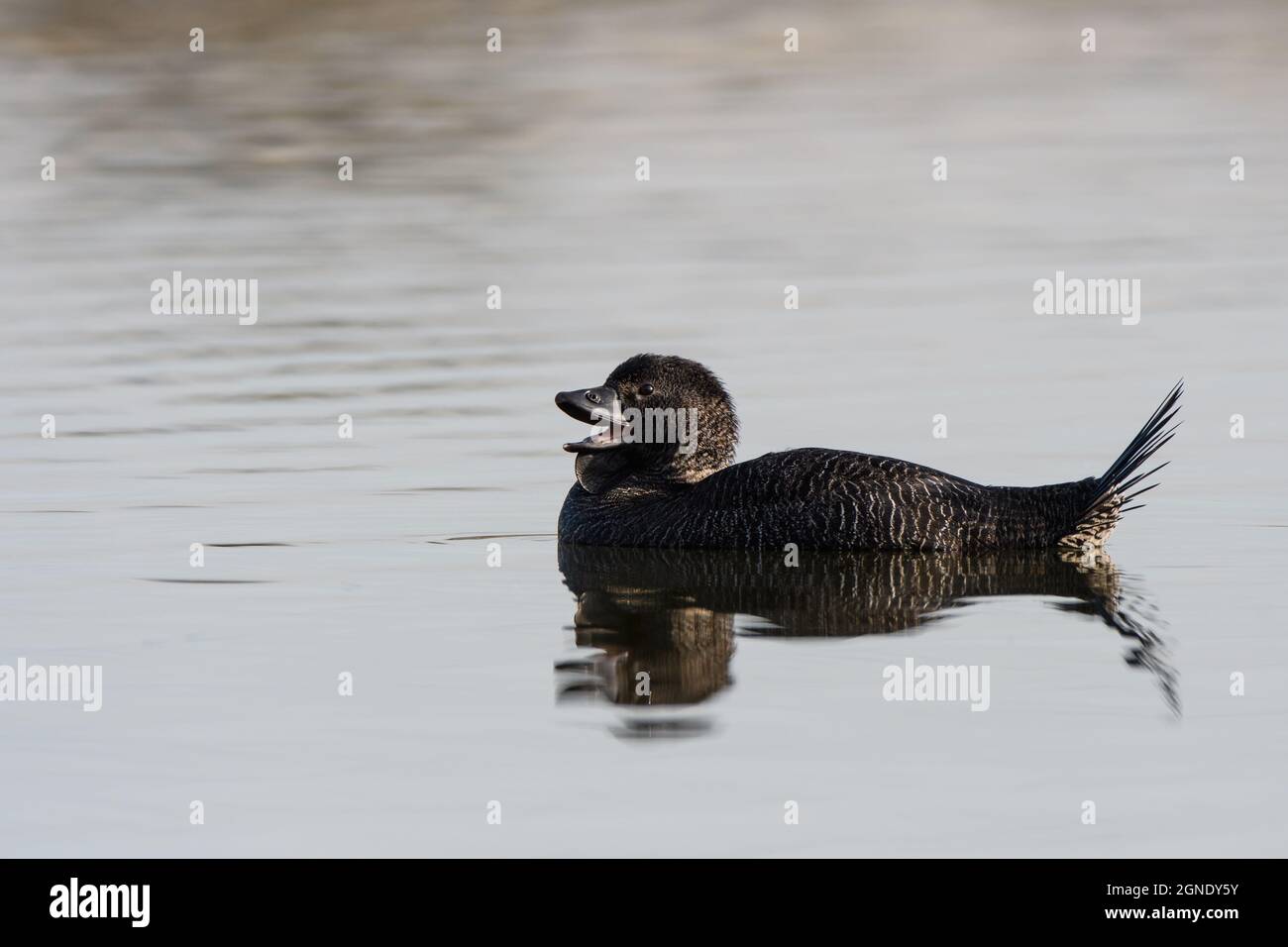 Musk Duck male Stock Photo - Alamy