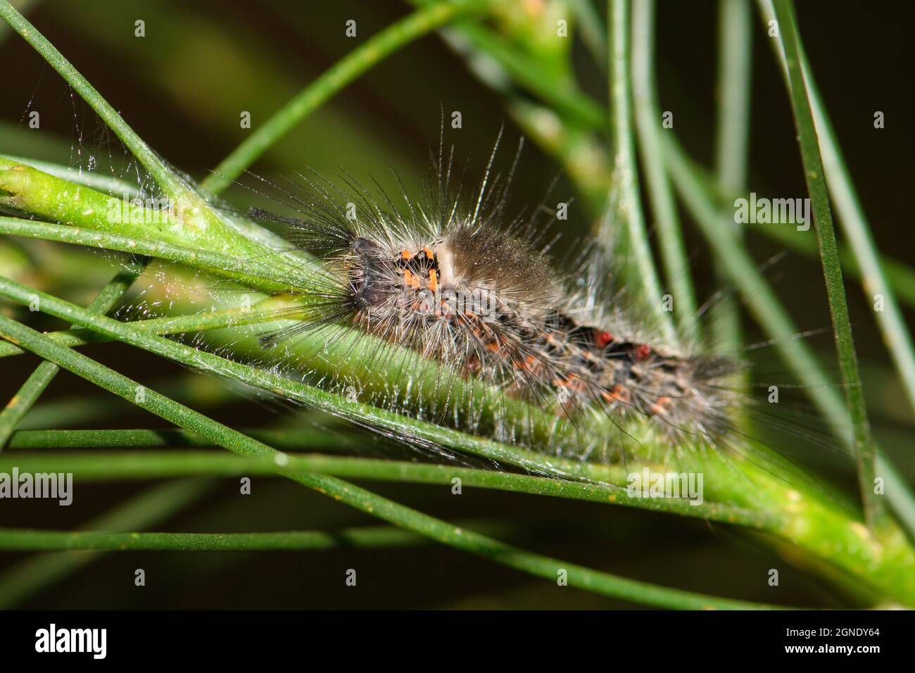 Moth larvae hi-res stock photography and images - Alamy