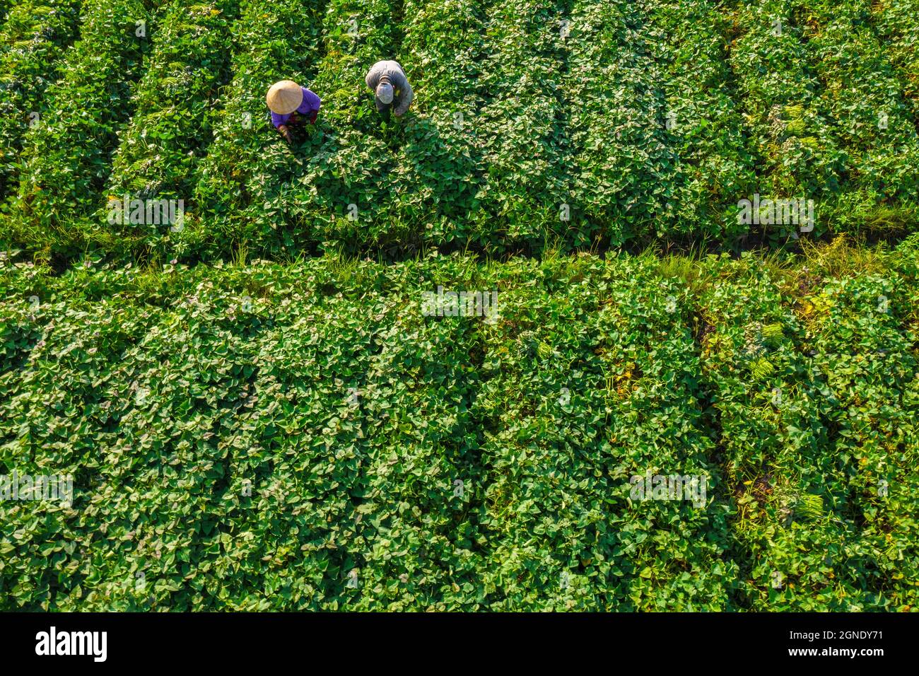 Aerial view tan binh hi-res stock photography and images - Alamy