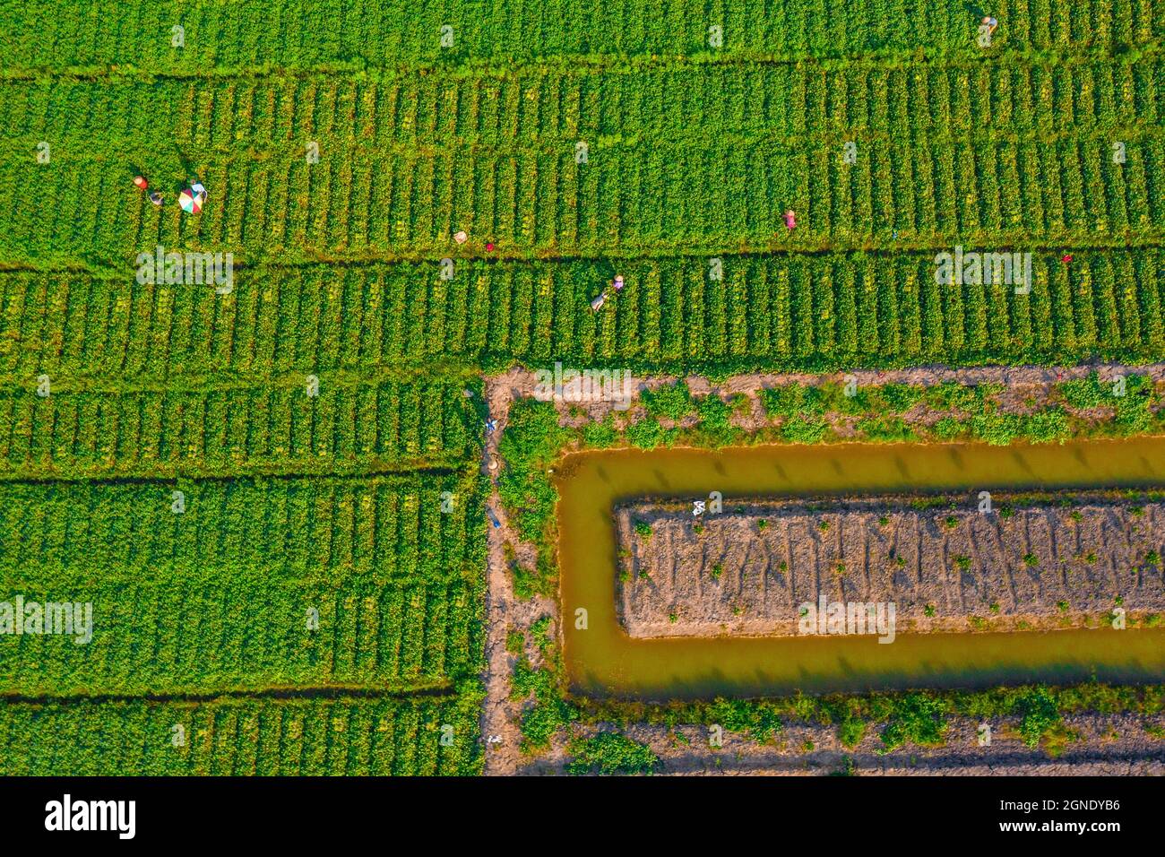 Sweet potato farming vietnam hi-res stock photography and images - Alamy
