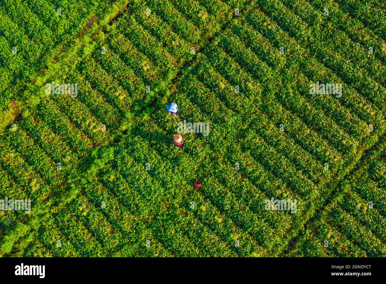FARMERS CARE SWEET POTATO ON FIELD Stock Photo - Alamy