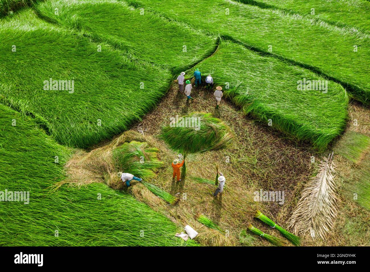 Summer on sedge field Mang Thit, Vinh Long Stock Photo - Alamy