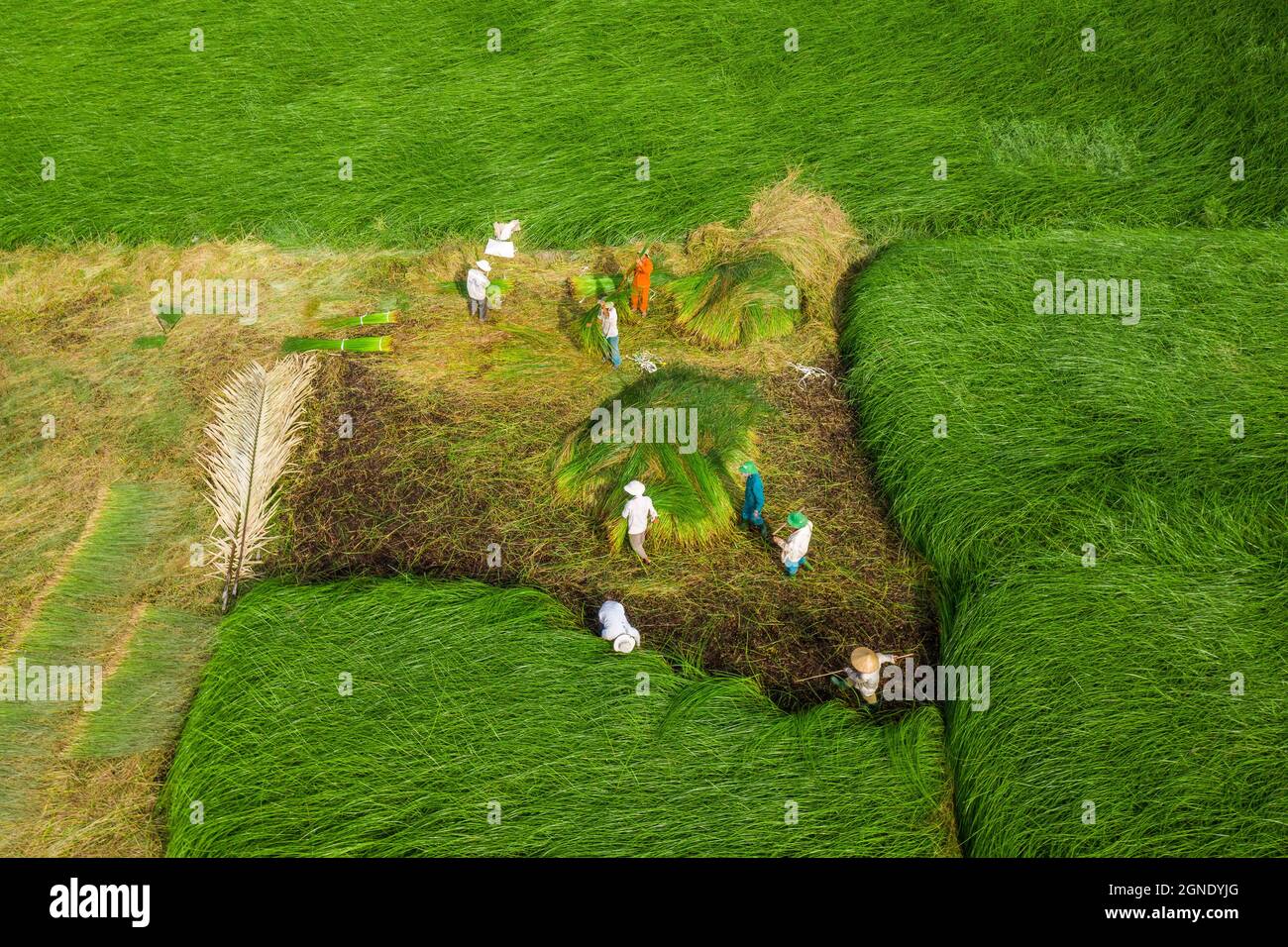 Summer on sedge field Mang Thit, Vinh Long Stock Photo - Alamy