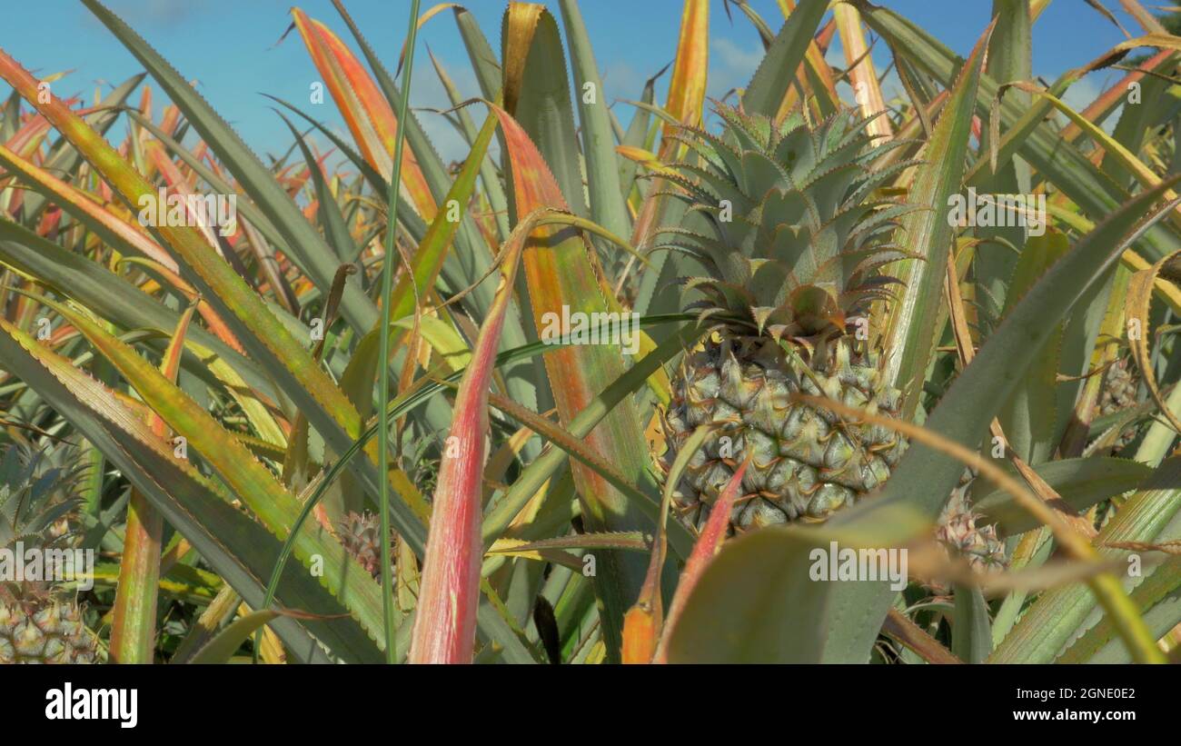 Field of pineapples Stock Photo - Alamy