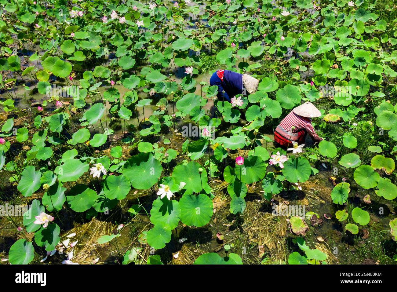 FARMERS CARE LOTUS ON FIELD Stock Photo - Alamy