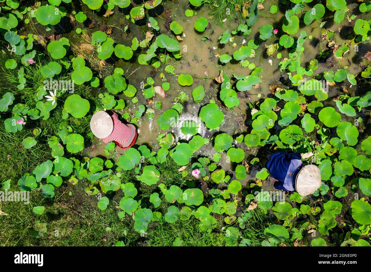 FARMERS CARE LOTUS ON FIELD Stock Photo - Alamy