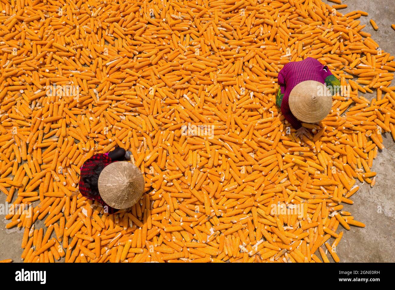 Drying corn in the sun Stock Photo - Alamy