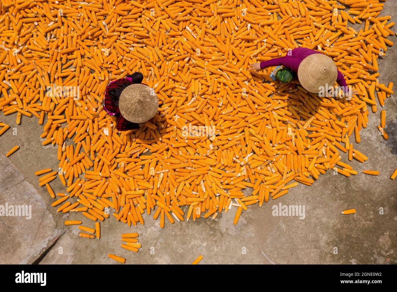Drying corn in the sun Stock Photo - Alamy