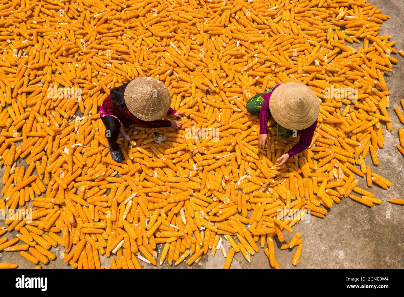 Drying corn in the sun Stock Photo - Alamy