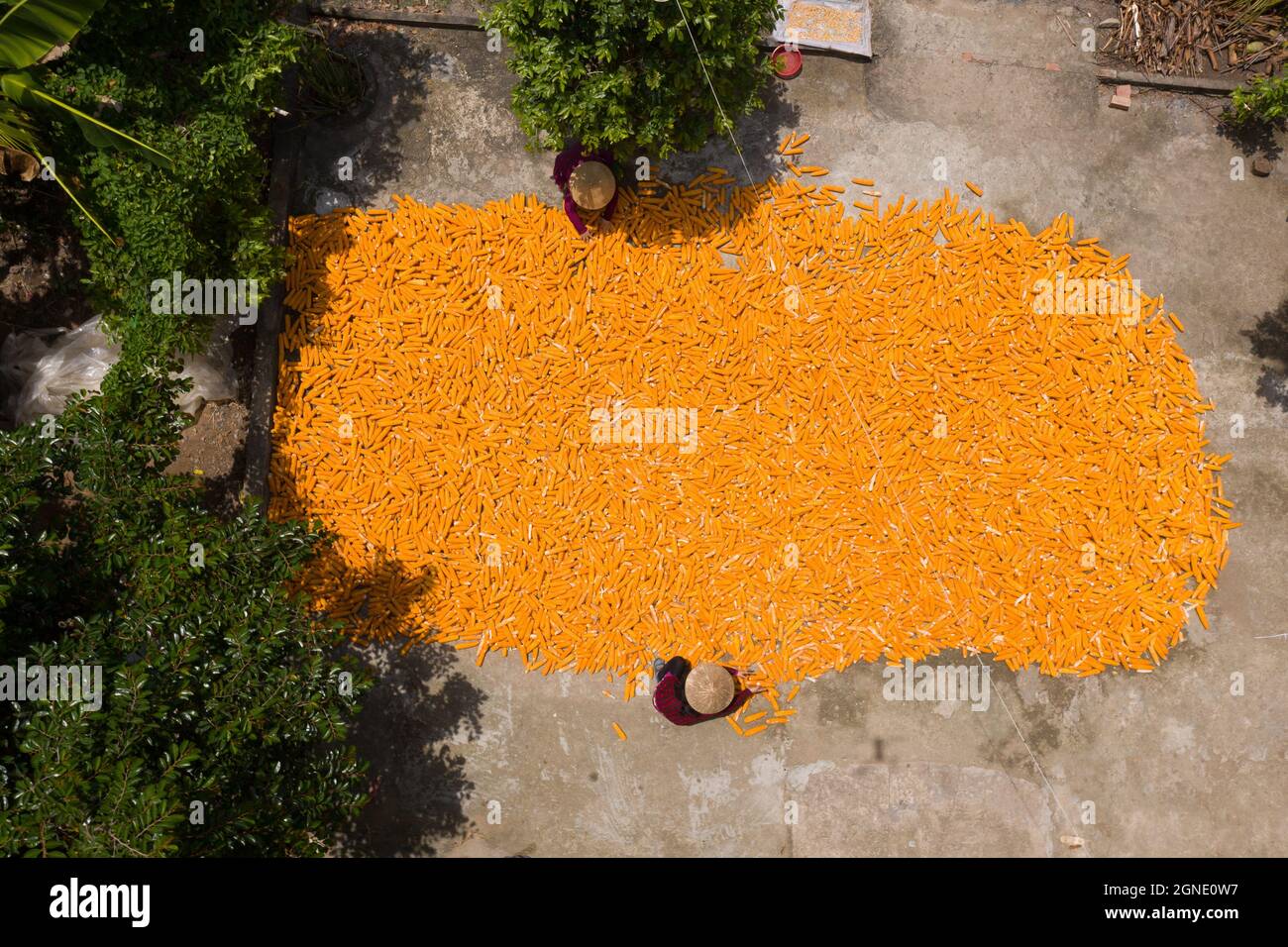 Drying corn in the sun Stock Photo - Alamy
