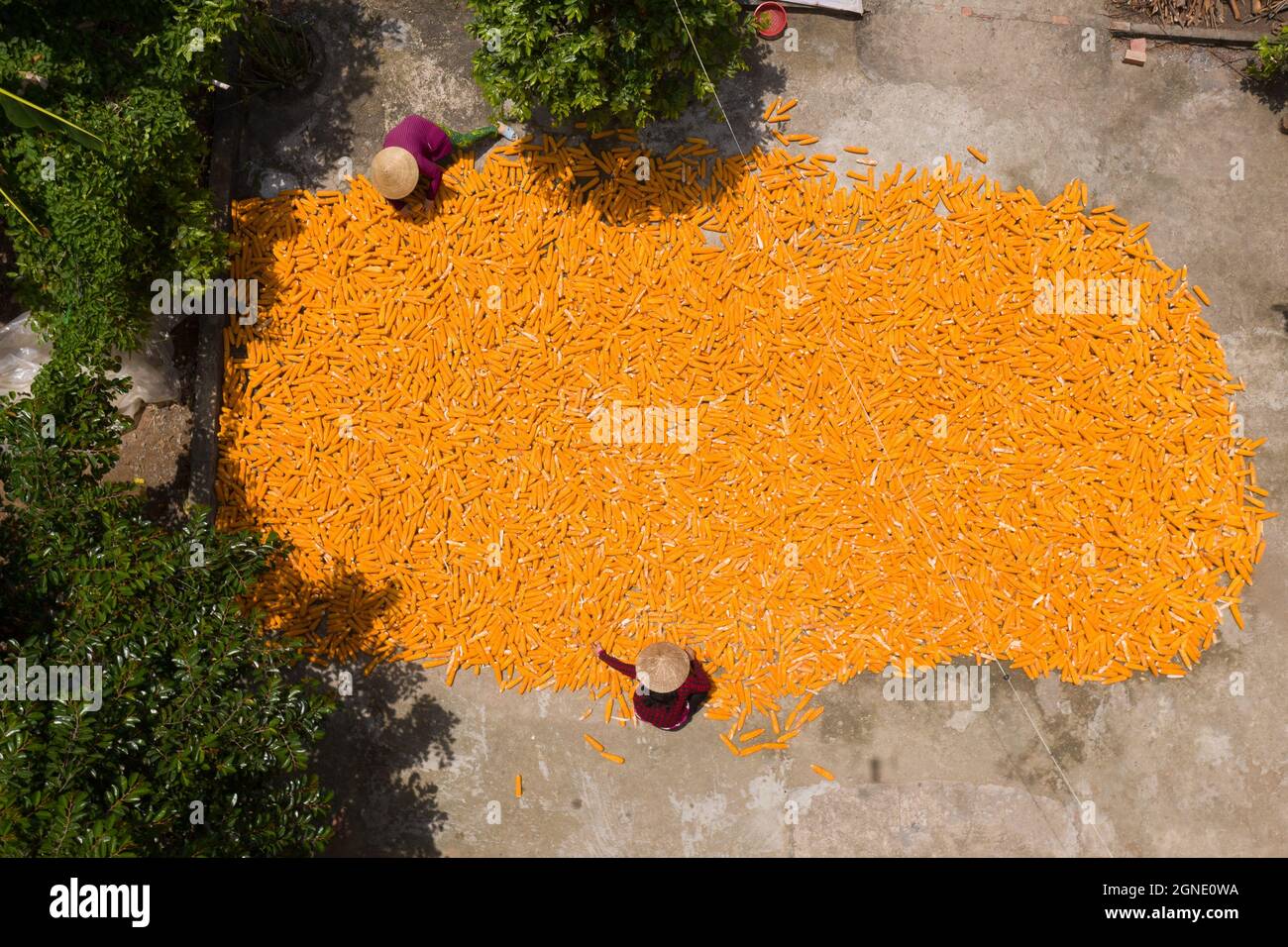 Drying corn in the sun Stock Photo - Alamy