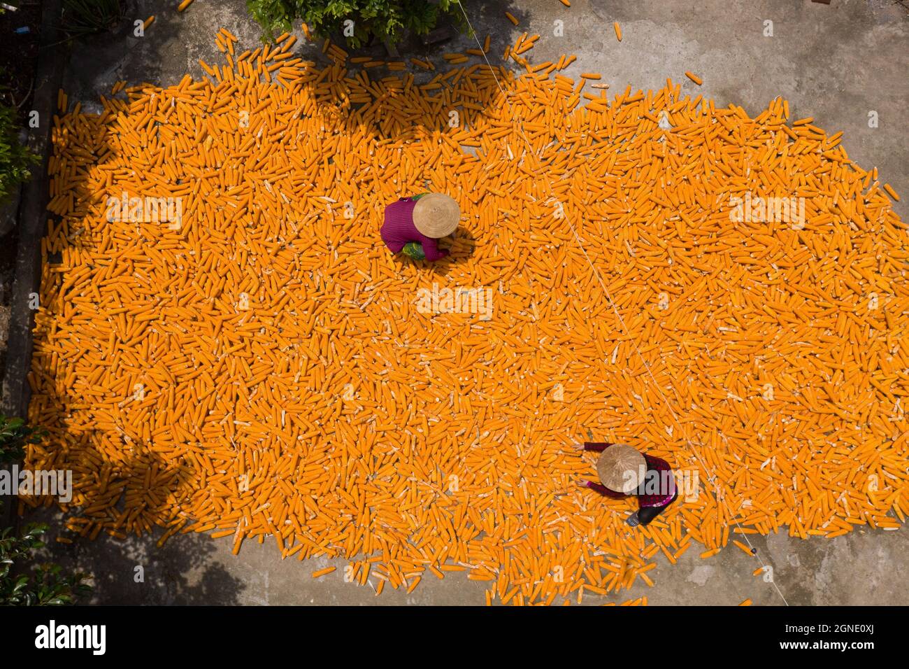 Drying corn in the sun Stock Photo - Alamy