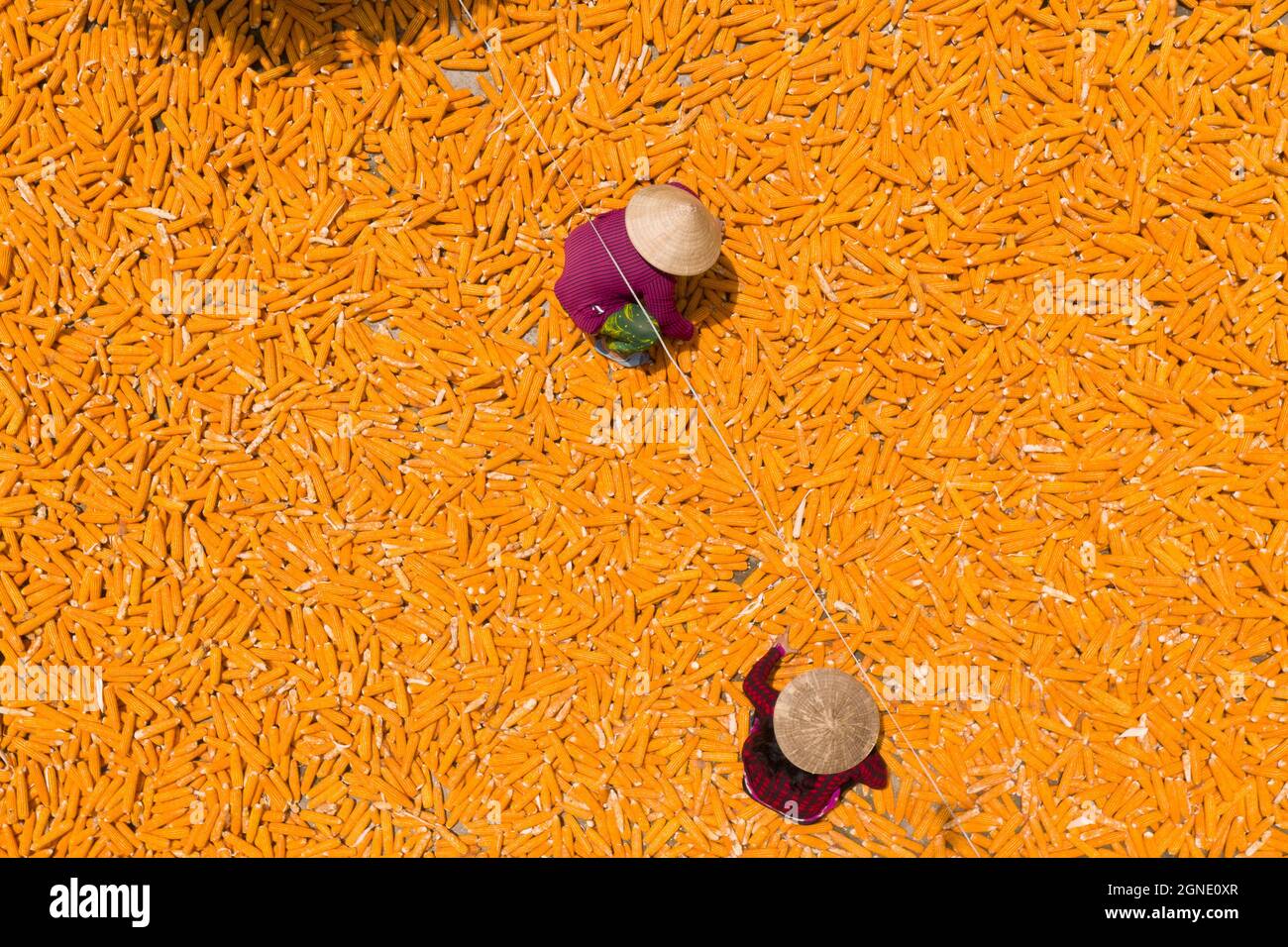 Drying corn in the sun Stock Photo - Alamy