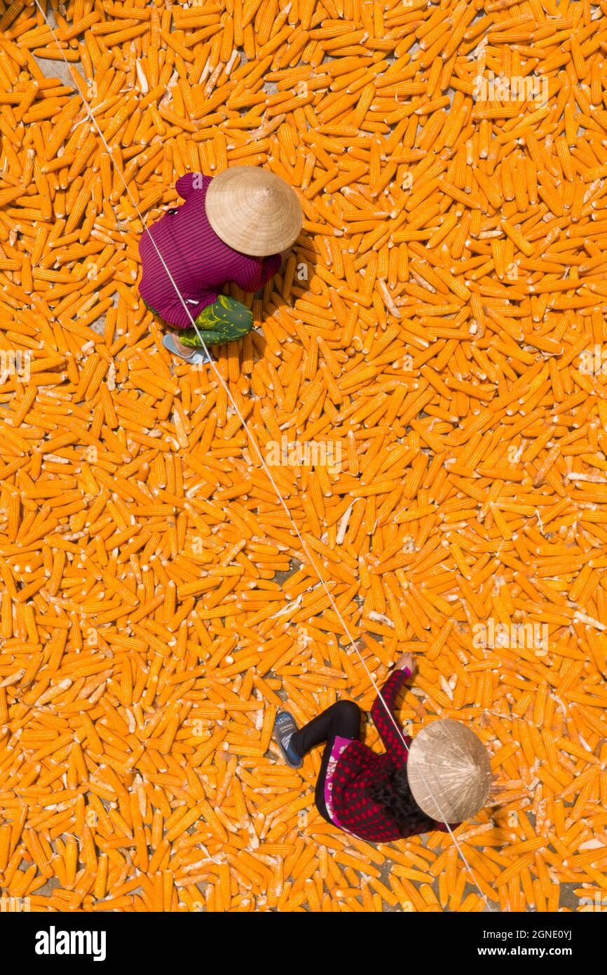Drying corn in the sun Stock Photo - Alamy