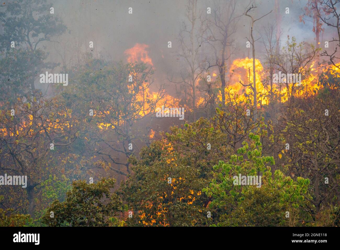 Forest fire is burning primarily as a surface fire, spreading along the ...