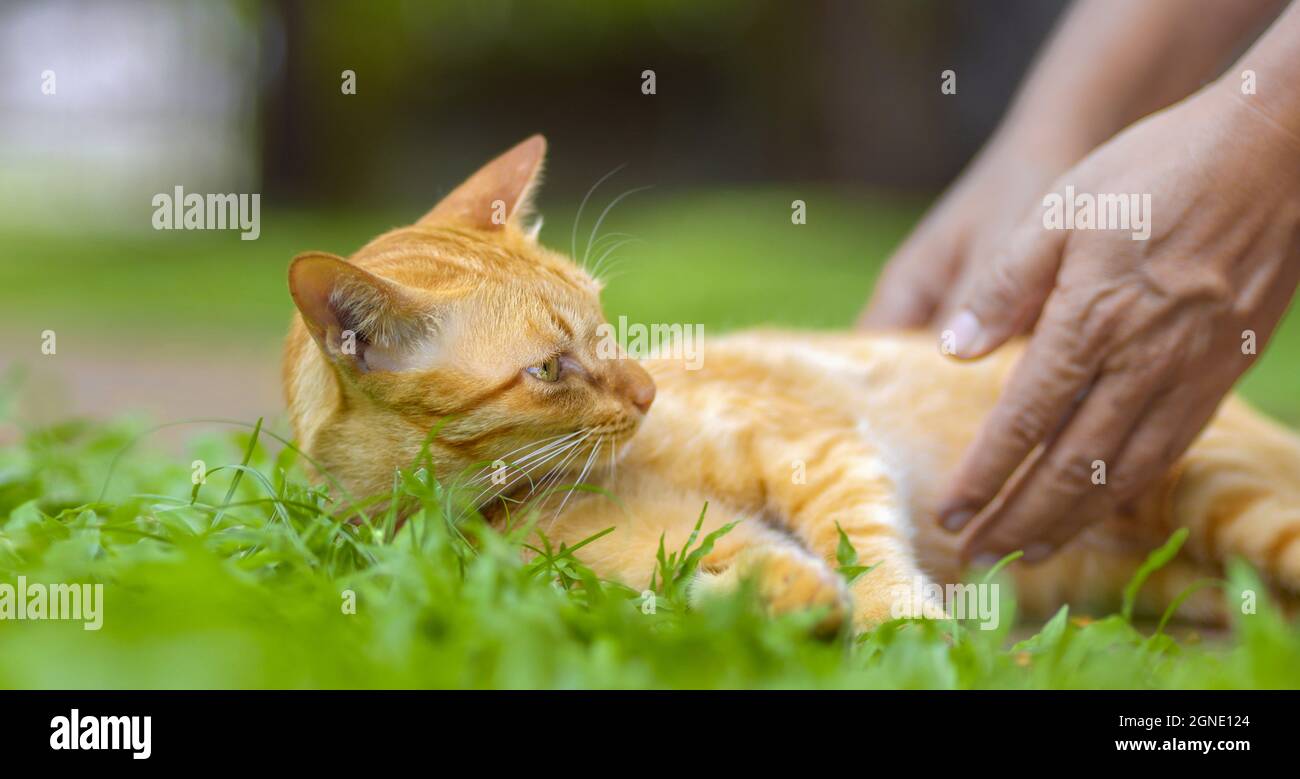 Asian middle aged relaxing with cat in backyard Stock Photo - Alamy