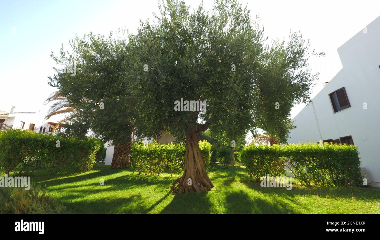 Big olive tree in the house garden Stock Photo - Alamy