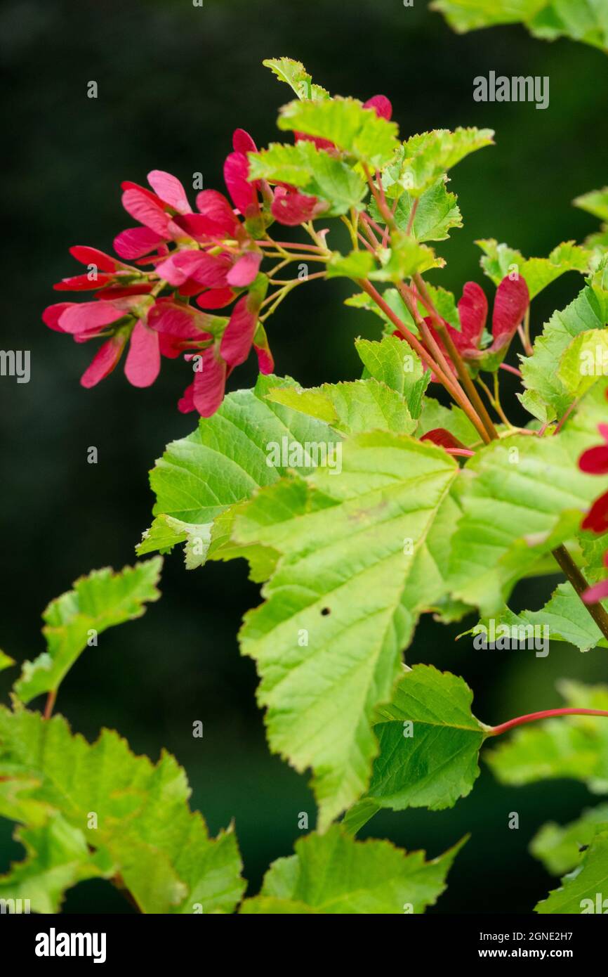 Acer tataricum 'Hot Wings' maple samaras, Acer tataricum Ginnala Stock ...
