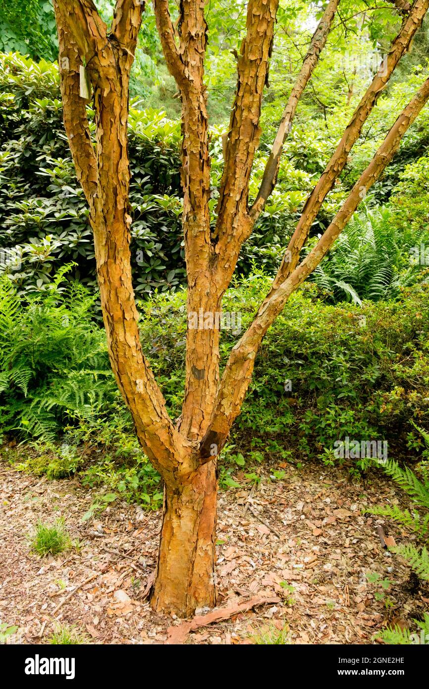 Acer griseum tree trunk Paperbark Maple Tree Paper Bark Stock Photo - Alamy