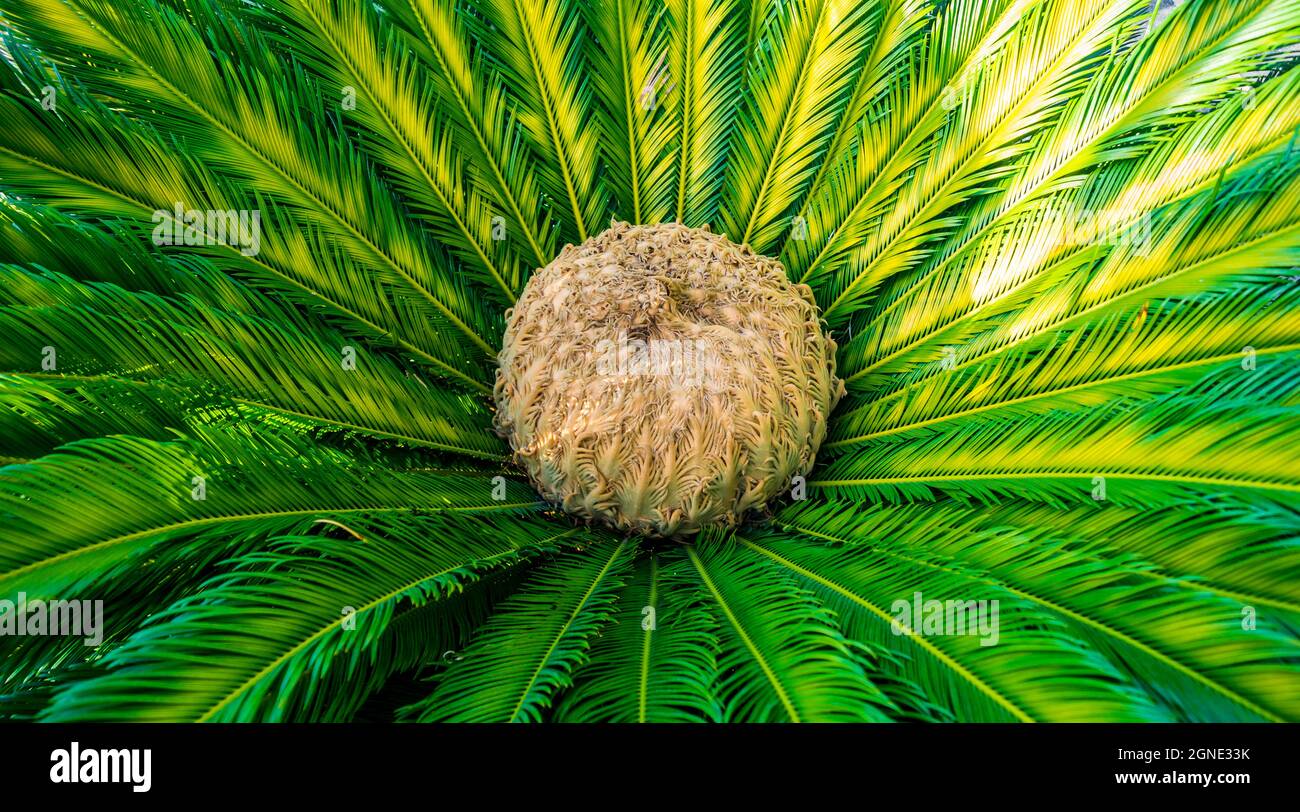 Interior of a palm tree Stock Photo - Alamy