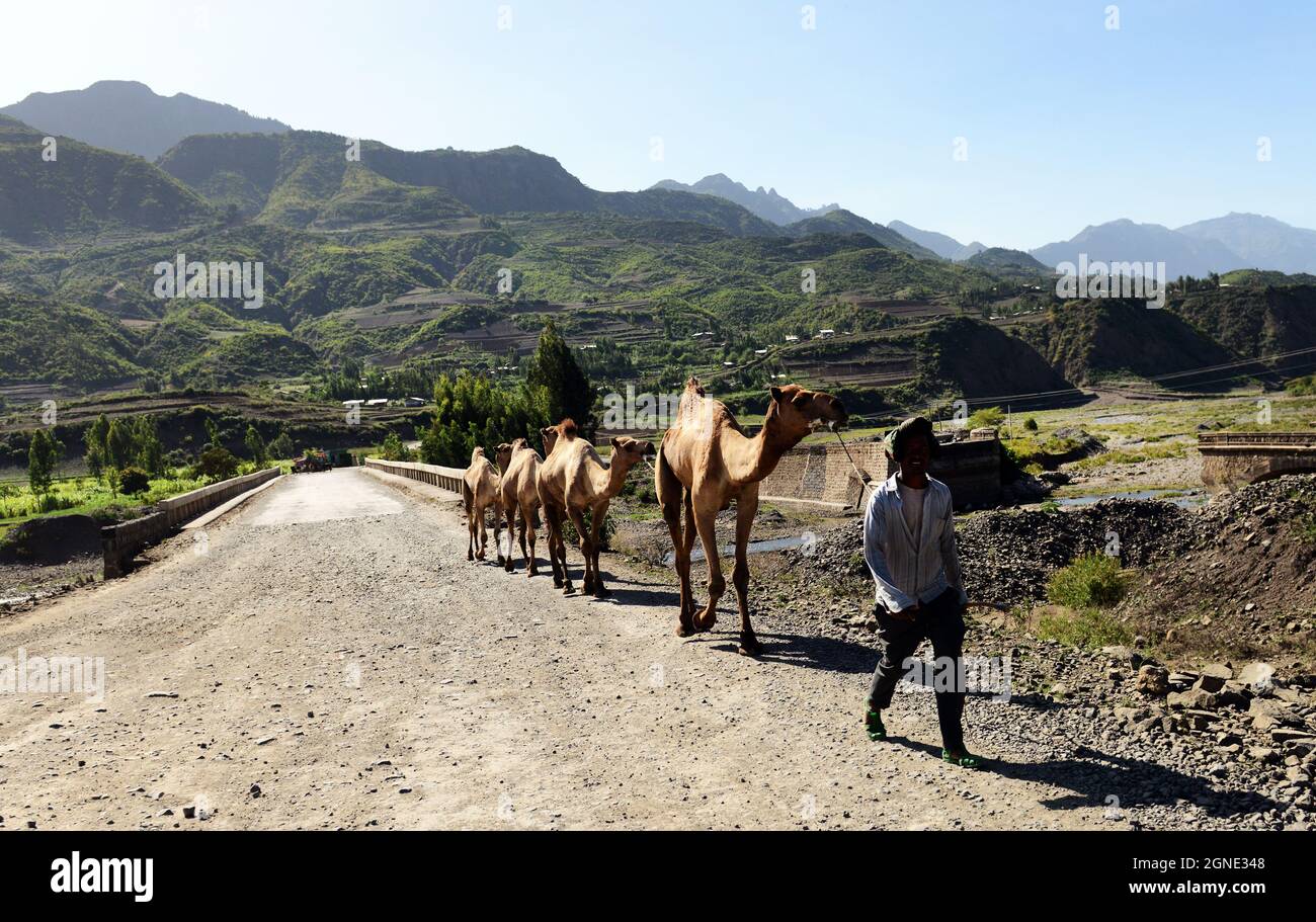 An Ethiopian man walking his camels on a rural road in Ethiopia Stock ...